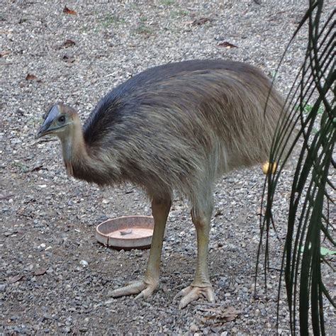 Bunyipco Cassowary Update