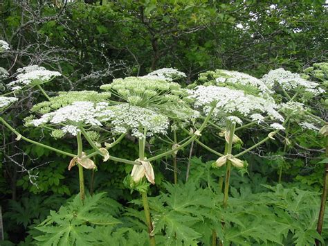 Giant Hogweed Control And Solutions From Invas Biosecurity Invasive