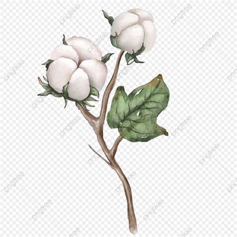 Dos De Algodón Estilo De Acuarela Pintada A Mano Suave Y Esponjosa Png