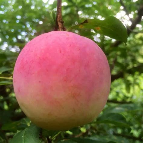 东方红 泰安高新区荣誉农业科技有限公司