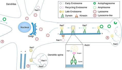 The Endolysosomal System And Proteostasis From Development To