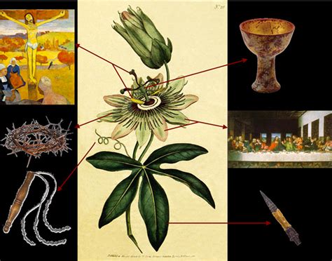 Passion Flower Symbolism Passiflora Passion Flower Passion Vine