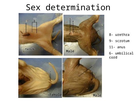 Ppt Sex Determinationmale Female Male 8 Urethra 9 Scrotum 11 Anus