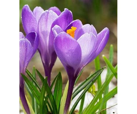 Dawn Hardy Shafer Obituary 2025 Dover Oh Toland Herzig Funeral