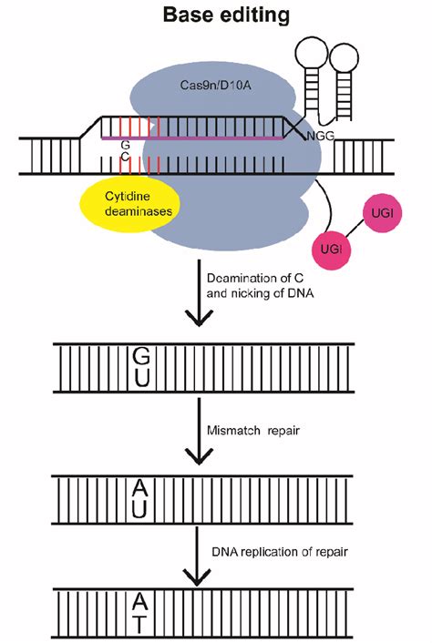 Base Editing Be Technology Cytosine Base Editors Consist Of A