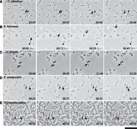 Bacteroidetes Class Semantic Scholar