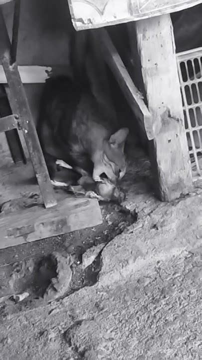 Cat Eats Big Rat🫣shorts Cats Cats Hunting Music Youtube