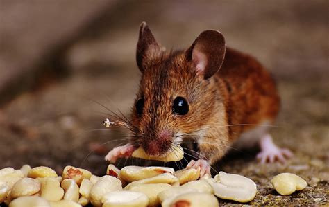 Wild Mice Species