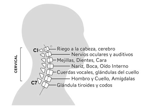 ¿qué Hay Detrás De Tu Dolor De Cuello Duffy Quiropráctica