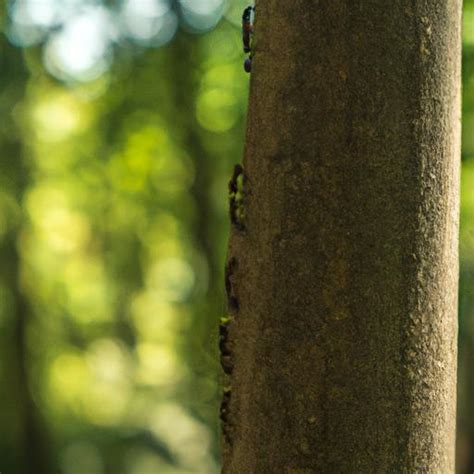 Understanding Ant Foraging How Ants Search For Food