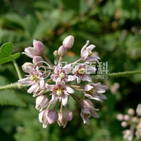 戟叶鹅绒藤 大丰收