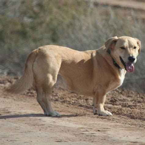 Bassador Explore The Bassador Dog Breed