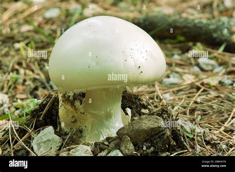 Young Specimen Of European White Egg Agaricus Campestris Agaricaceae