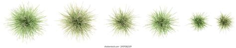 140 Jungle Grass Png Stock Vectors And Vector Art Shutterstock