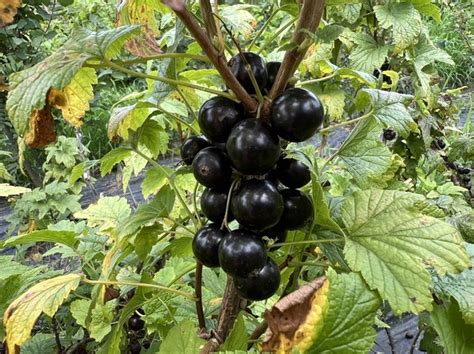 Why You Shouldnt Be Fooled By The Colour Of The Fruit The Cassis