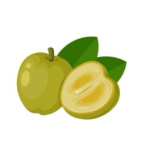 Vector Illustration White Sapote Or Casimiroa Edulis Isolated On