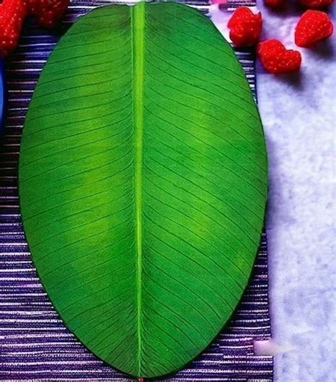 Green Banana Leaf Pvc Table Mat At ₹ 50piece In New Delhi Id