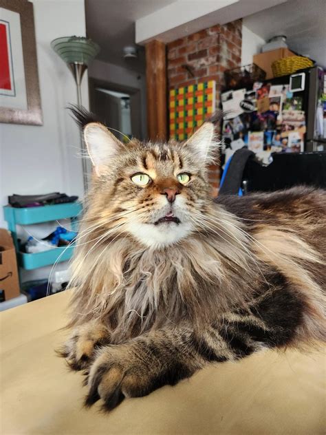 Regal Tiny Blep Scrolller