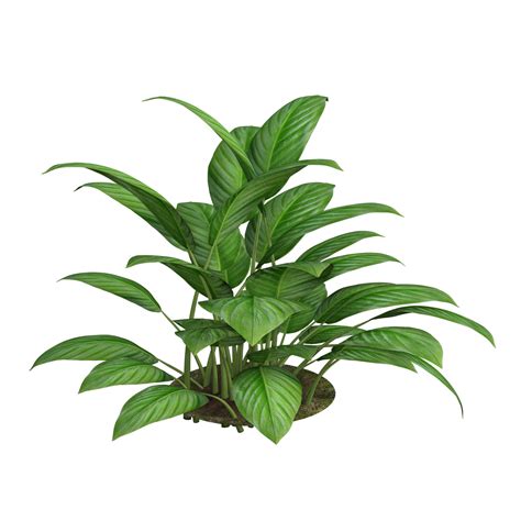 Render Naturaleza Renders Plantas