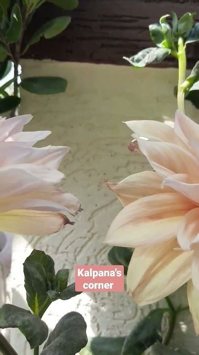 Dhaliya Flowers Garden Shortsvideo Youtube