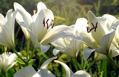 100 White Lily Wallpapers