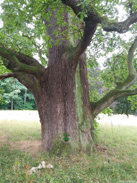 Eiche In Der Karlsaue