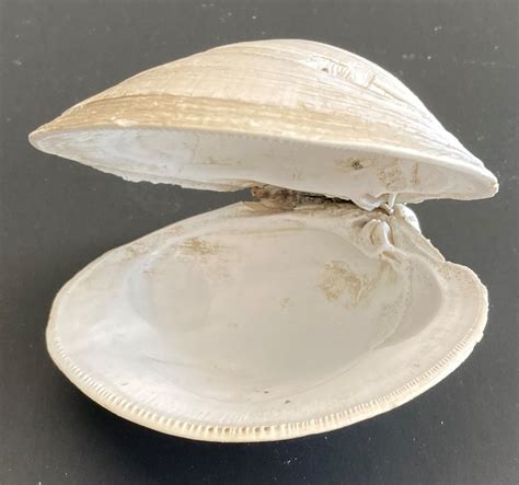 Clam De Definition At Caitlyn Lavater Blog