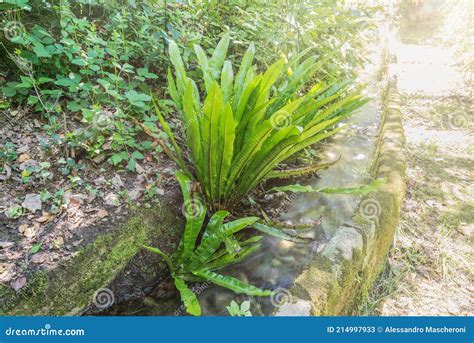 Asplenium Scolopendrium Or Phyllitis Scolopendrium Europe Stock Image