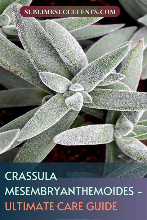 Crassula Mesembryanthemoides Also Known As Crassula Mesembryanthoides Is A Small Succulent