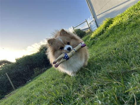 Pomeranian Dutch Angle Album On Imgur