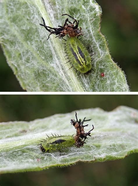 Fleabane Tortoise Beetle Larvae Earthstar
