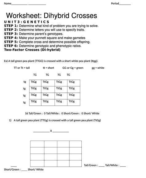Dihybrid Cross Worksheet