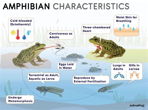Amphibian Definition Examples Characteristics And Life Cycle