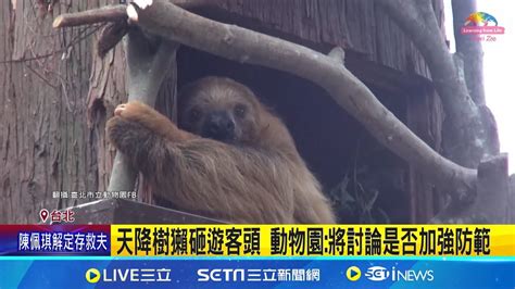 樹獺從樹上摔落砸中遊客 園方雙方皆未受傷 動物園天降樹獺 動物園將討論是否加強防範 │記者 林芹瑜 吳杰澄│新聞一把抓20241230