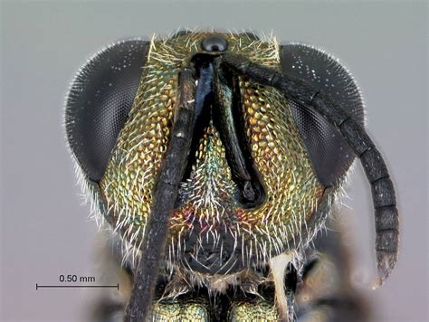 Classification Of Pteromalidae Waspweb