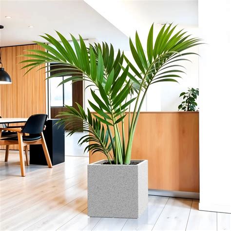 Fox B Cubo Square Planters White Color Planters Pots For Home And