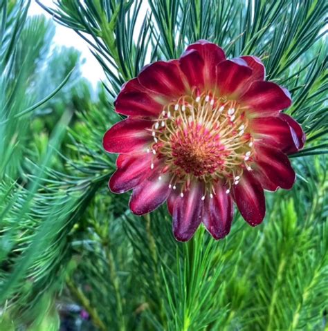 Protea Nana 140mm Great Ocean Road Nursery Abn 61 907 322 965