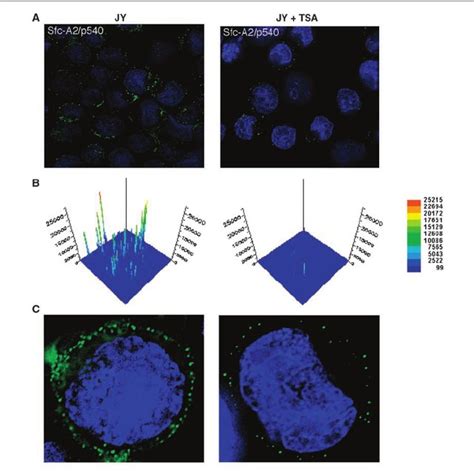 Deconvolution Microscopy Analysis Of Decreased Presentation Of