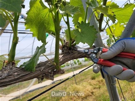 고품질 샤인머스켓 재배로 농사소득 향상”