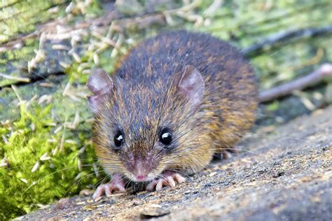 New Species Of Spiny Mouse Discovered In Ecuador