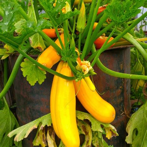 Zucchini Squash Growing In Pots