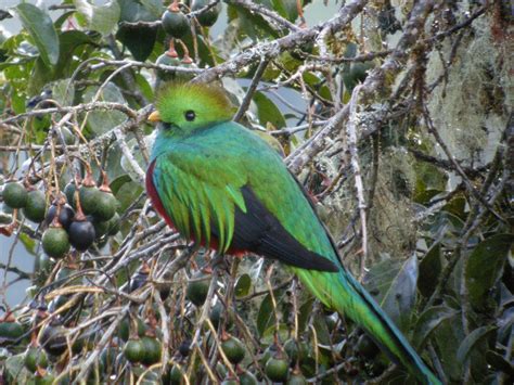 Quetzal Junglekey Fr Image 100