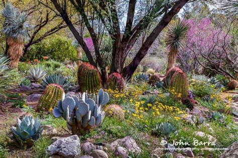 Cactus Garden Landscaping Ideas