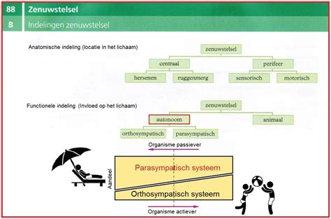 Parasympatische Deel Van Autonome Zenuwstelsel Biologielessennl