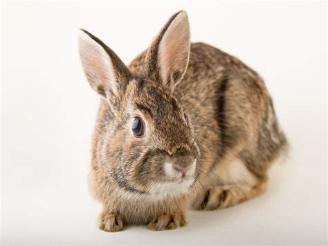 Cottontail Rabbit Habitat
