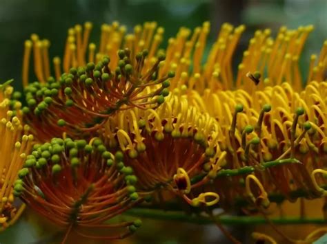 Grevillea Consigli Coltivazione E Cura