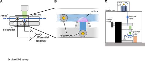 Optimizing The Setup And Conditions For Ex Vivo Electroretinogram To
