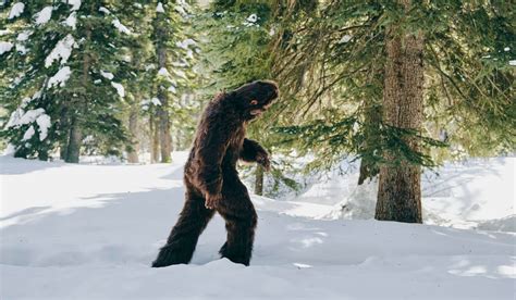 Bigfoot Expert Details Strange Sight In Colorado Footage