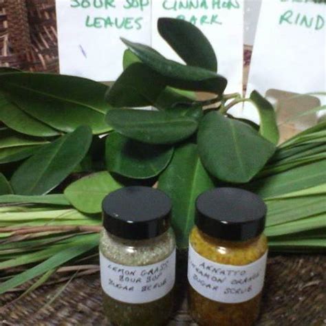 Barbados Medicinal Plant Garden Society Bees Are Important For The