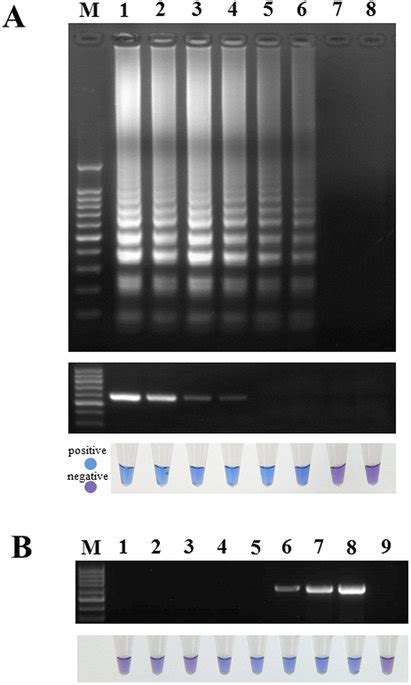 Sensitivity Of Lamp Vs Conventional Pcr A Sensitivity On Purified